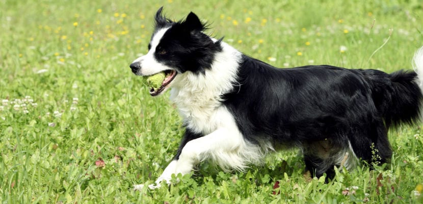 Razas de perros más activas: guía completa para personas muy enérgicas