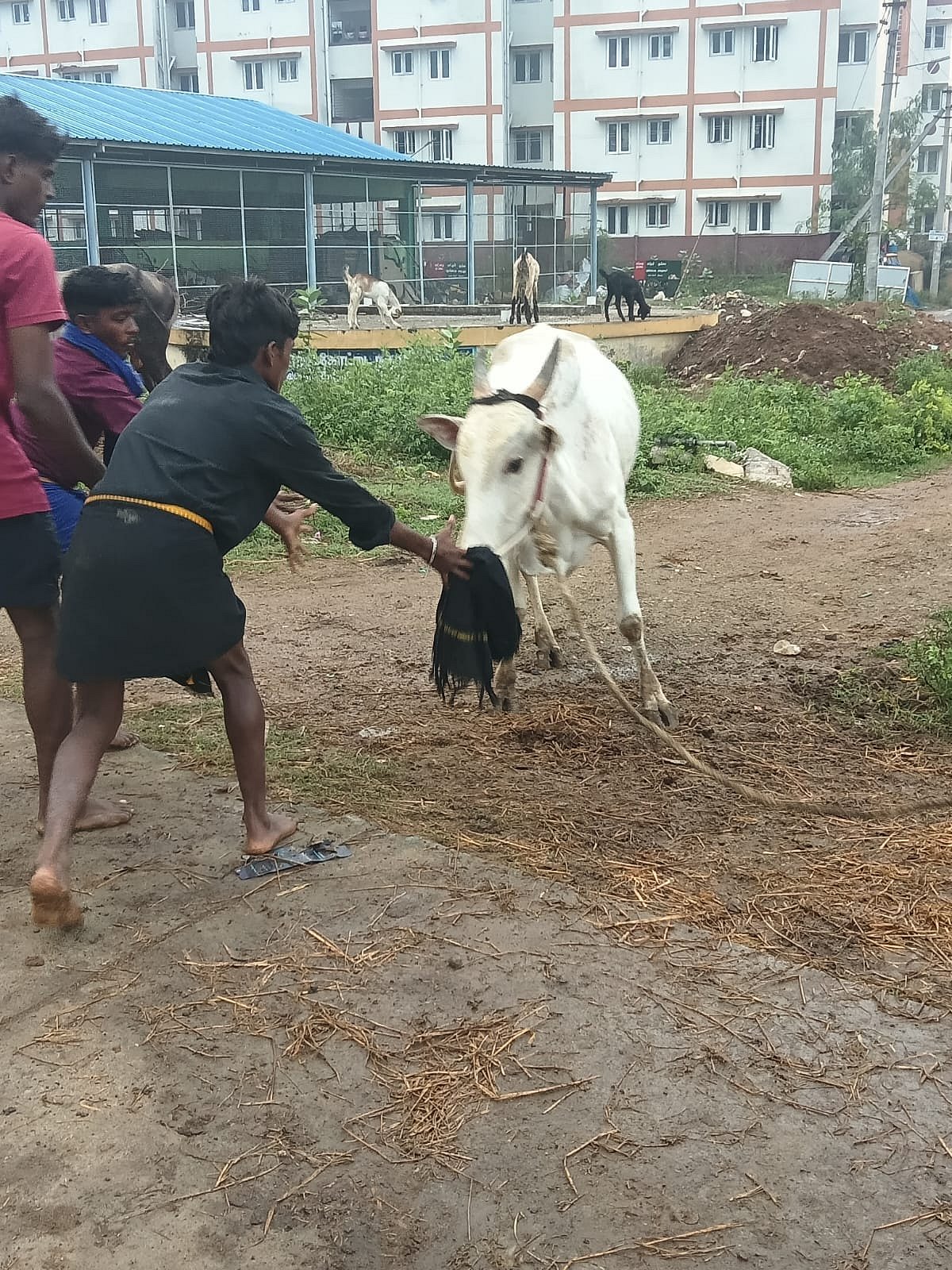 Jallikattu season ahead, bull owners remind DMK of its Rs 1,000 per ...