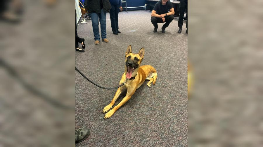 Colorado Springs Police K9 injured in line of duty medically retires