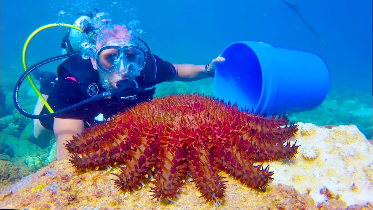 Coyote Peterson uncovers the truth about toxic starfish