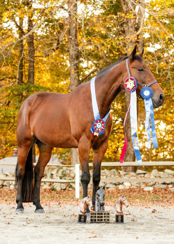 World record-setting trotter earns new title as standardbred show horse ...