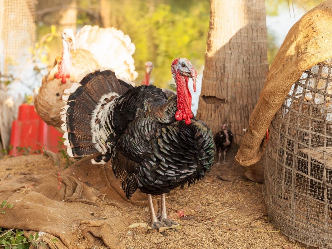 Shark attack victim ID'd, had 'shark band' | New Japanese market | More ...