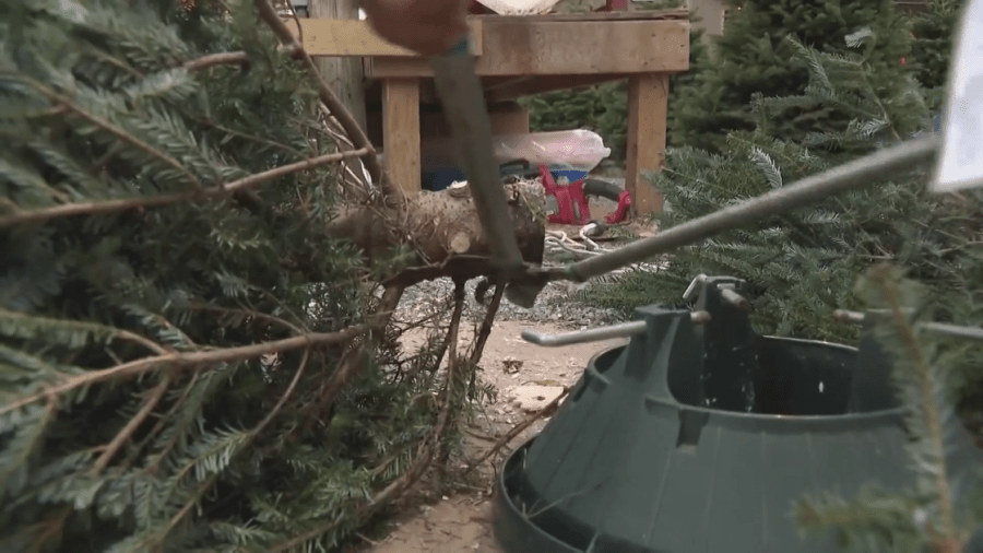 Here’s what to do with your Christmas trees in Fresno and Clovis