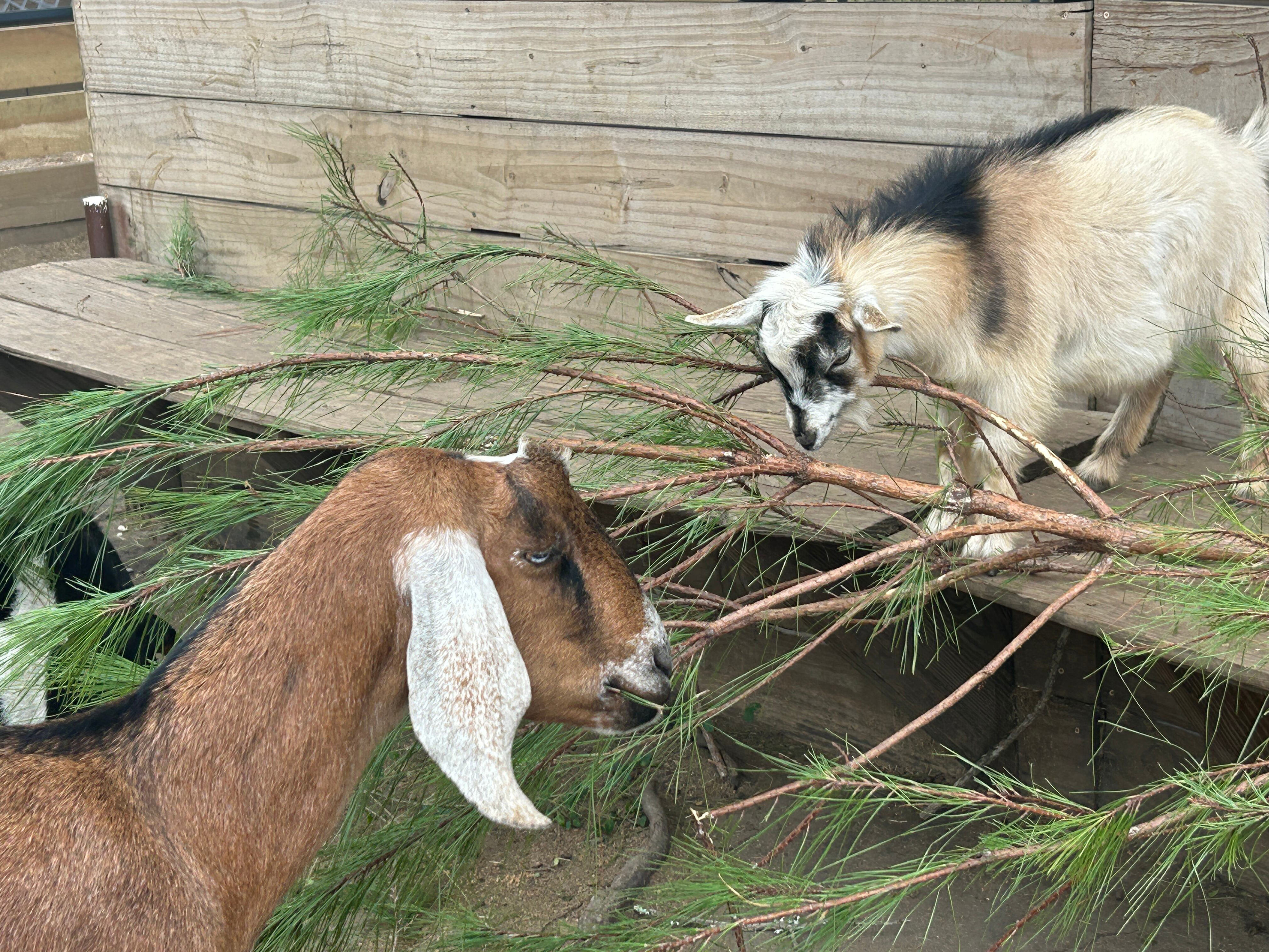 Downright delicious: Wildlife ready to recycle your Christmas tree