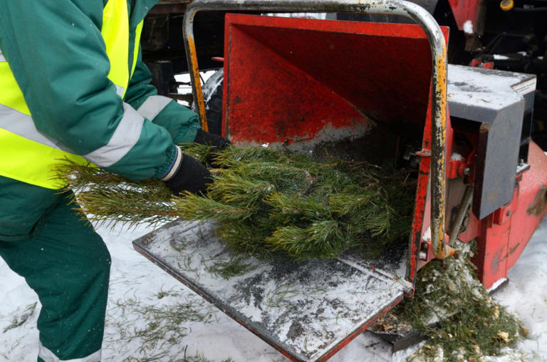 Eagle Mountain City opens annual Christmas tree drop-off