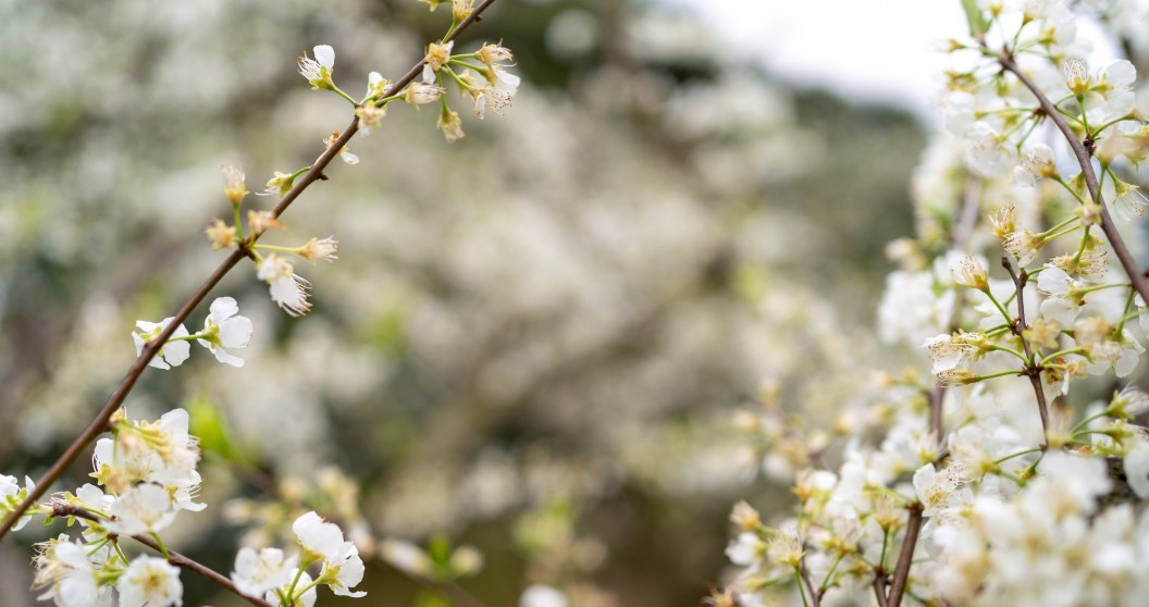 Warm winter weather is putting stress on fruit trees and alarming arborists