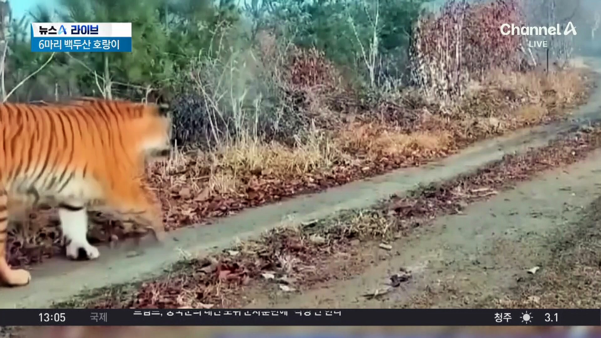 백두산 호랑이 6마리 대가족 포착