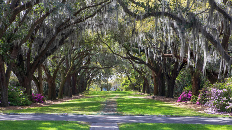 Charleston's mossy oaked suburb is an eclectic South Carolina gem with ...
