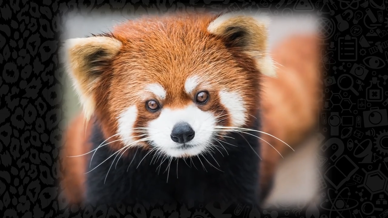 How red pandas became one of the most charming animals on Earth