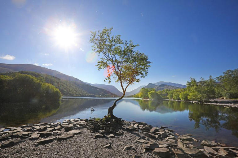 The lonely tree is the most famous in Wales but its fate is inevitable