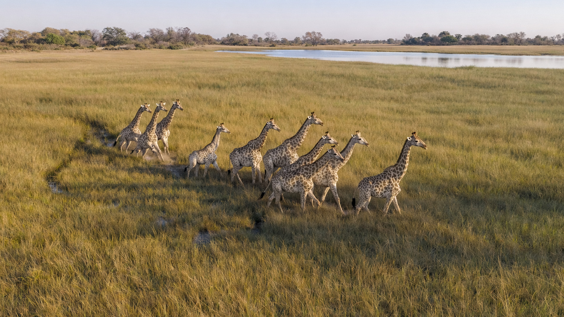 A peaceful parade in the wild
