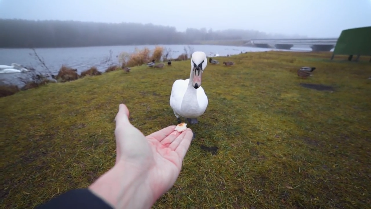 Why these four hated animals deserve far more respect