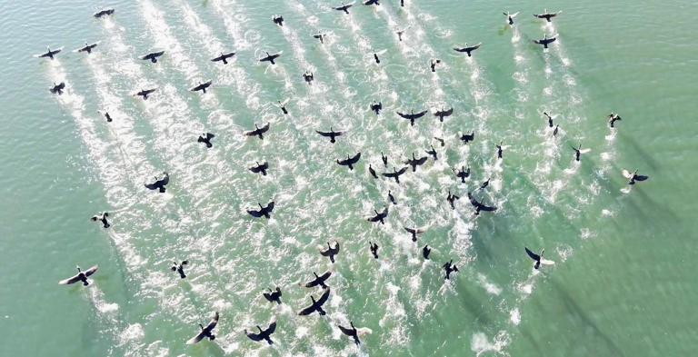 Elazığ’da soğuk havada doğanın sessiz misafirleri kara bataklar