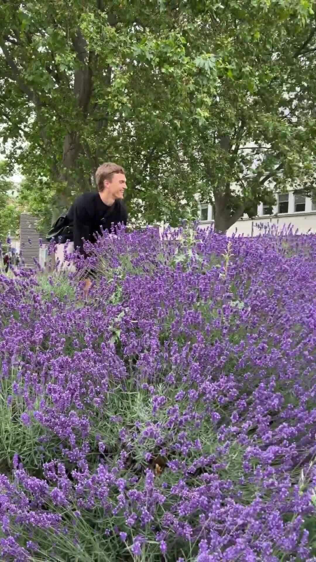 Lovely lavender in Vienna #lavandula #lavender #worldtravel #youtubeshorts