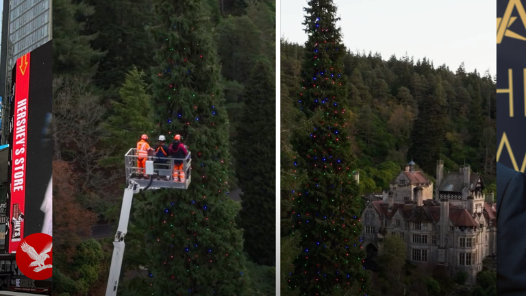 Visitors turned away from record-breaking Christmas tree