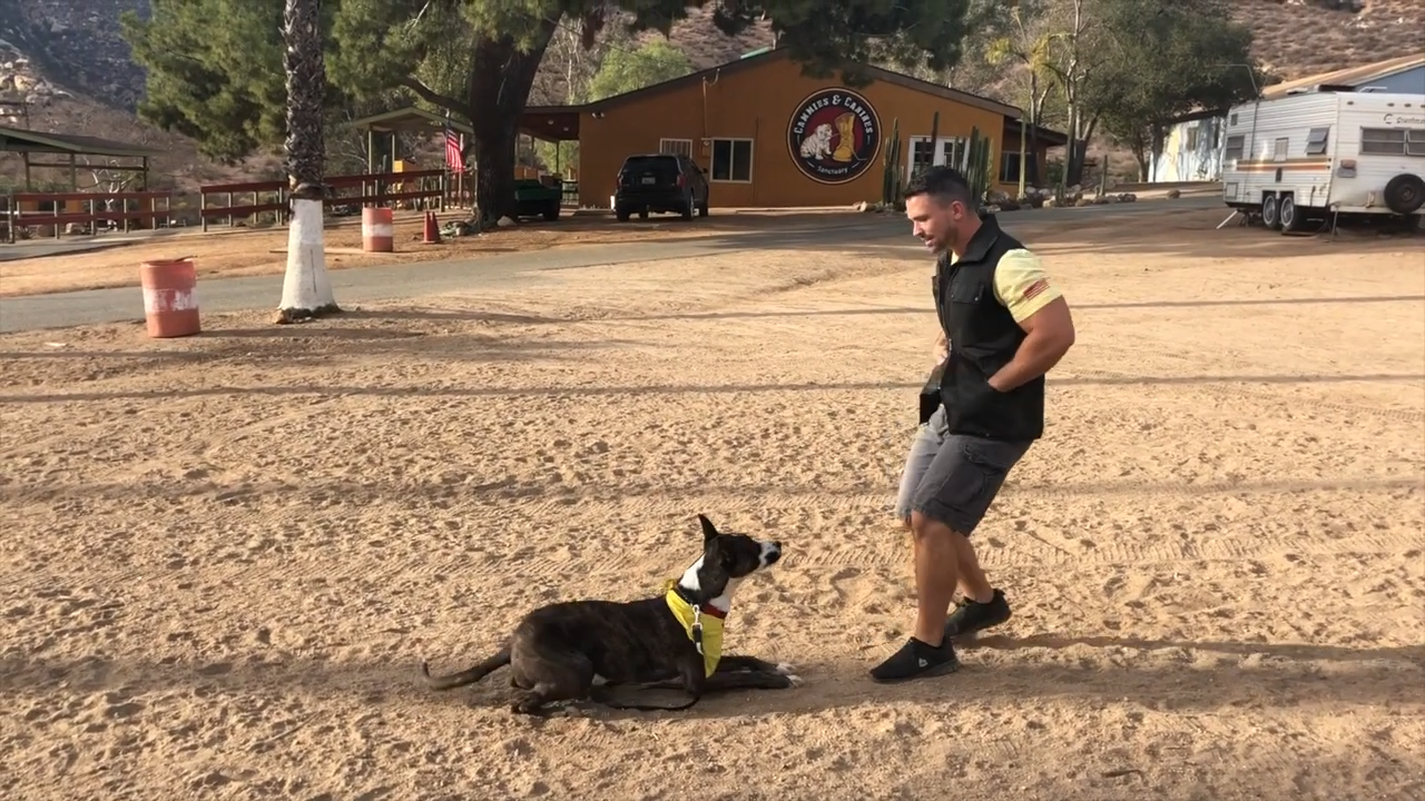 What dog owners learn from Nate Schoemer’s most advanced Q&A session