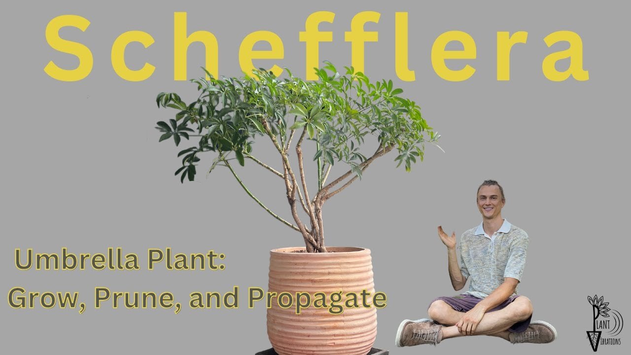 Schefflera umbrella plant - How to grow, prune, & propagate