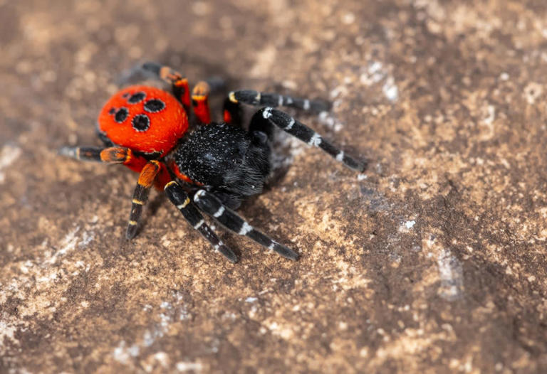 Scientists spot new red-colored spider with features never observed before