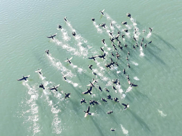 Elazığ’da soğuk havada doğanın sessiz misafirleri kara bataklar