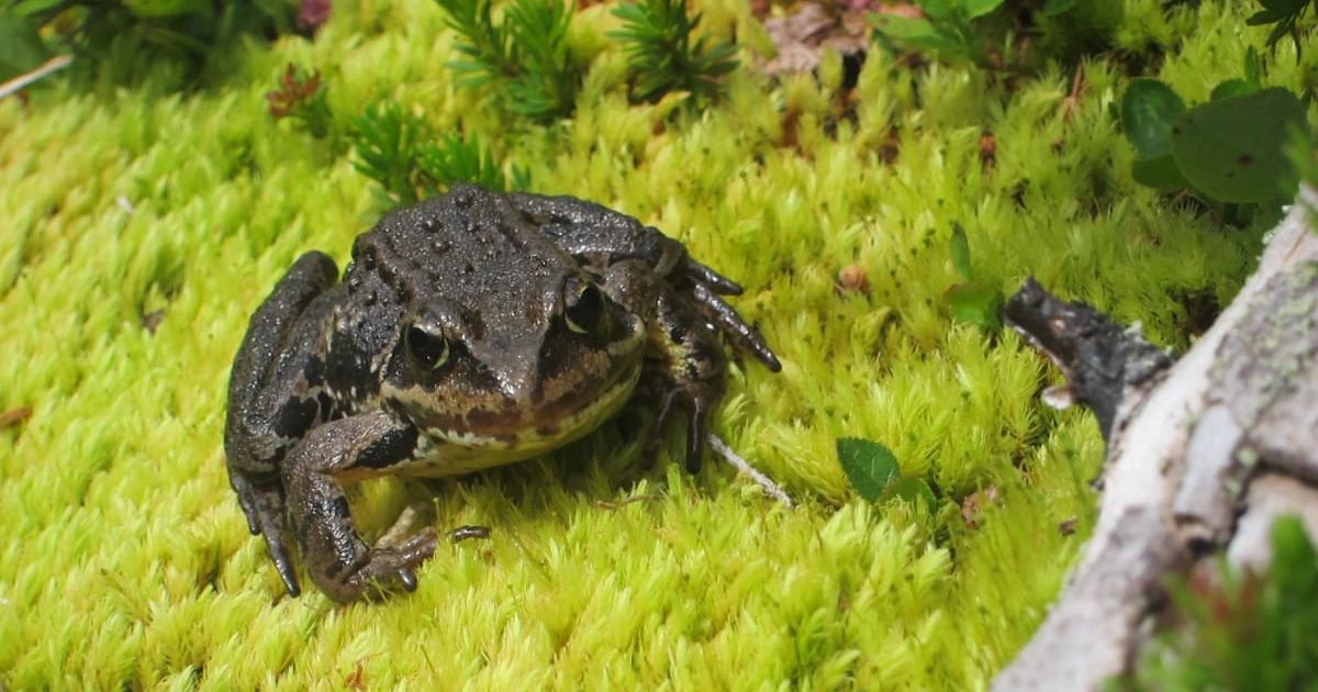 18 years after vanishing, Cascades frogs finally return to California’s ...