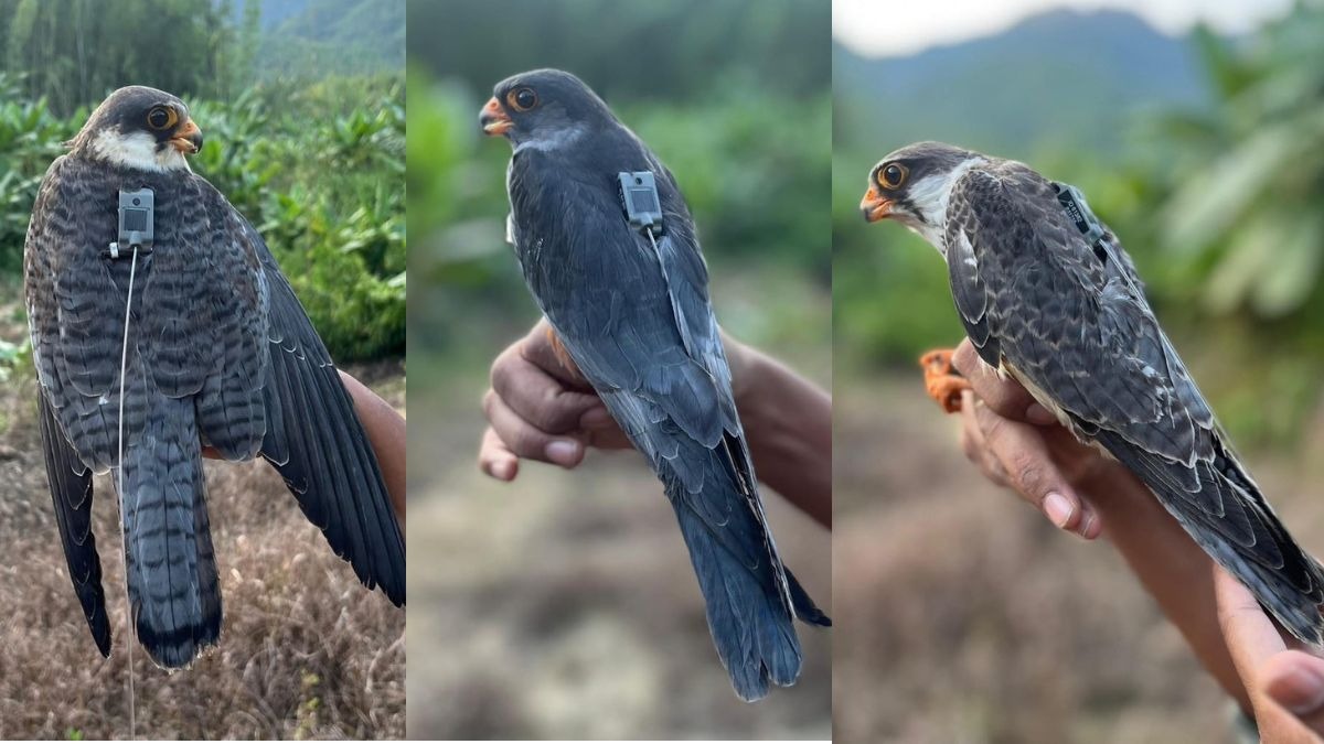 6,000 km in 6 days: 150-gram falcon bird from India shows navigational ...