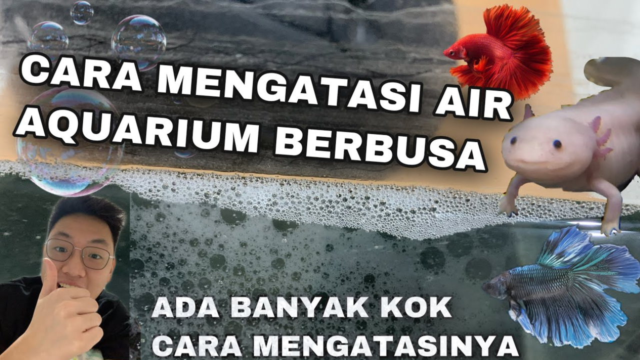 Cara menghilangkan busa dari air akuarium dengan cepat dan mudah