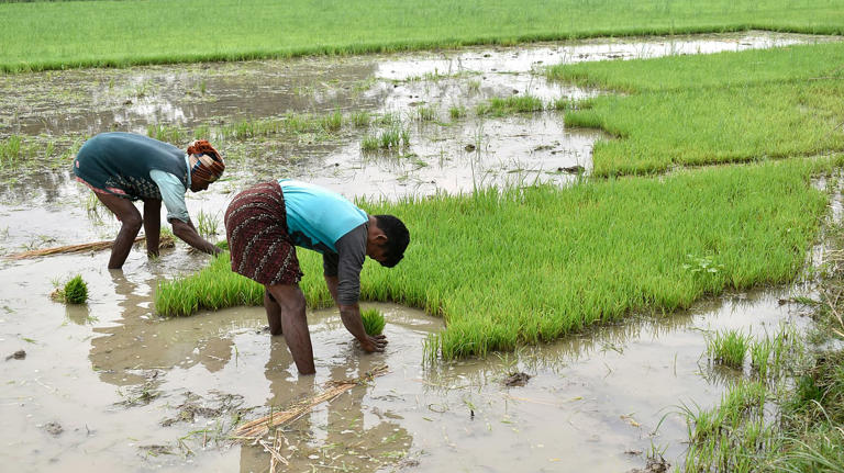 How India’s rice boom is draining groundwater and exporting scarce water
