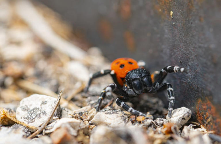 Scientists spot new red-colored spider with features never observed before