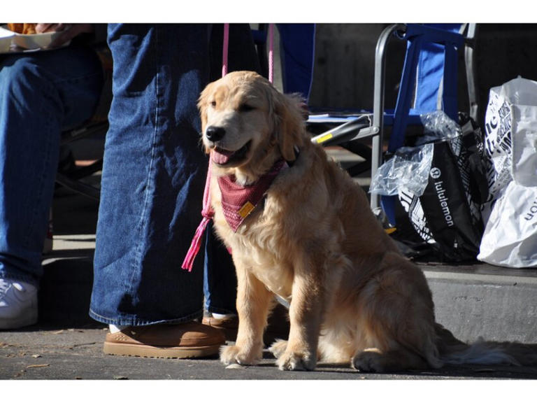 🌱 Patch AM: Which Los Gatos teams turned 2025 into a year of champions?