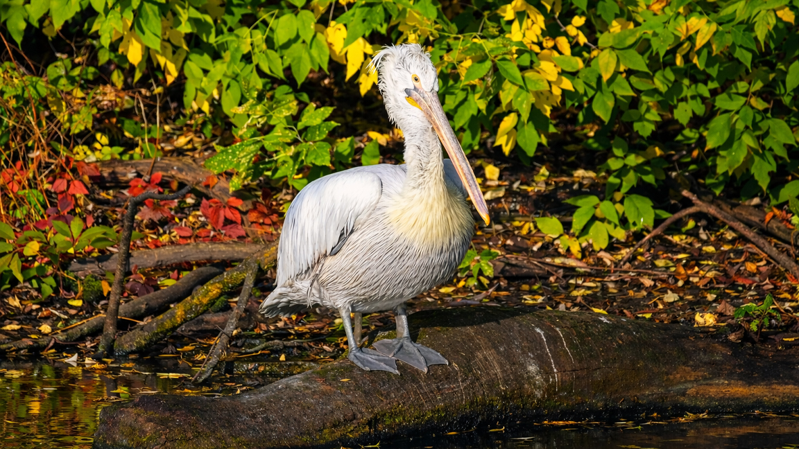 Pelican perched quietly by the water