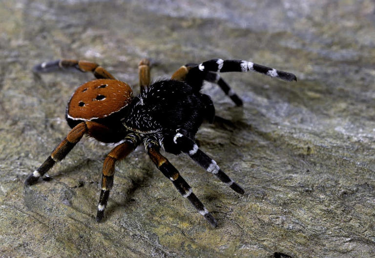 Scientists spot new red-colored spider with features never observed before