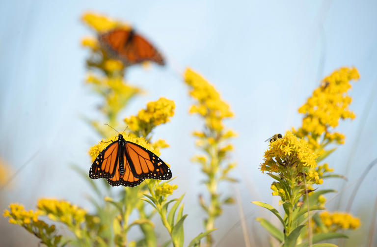 Are rising temperatures making butterflies more appetizing to predators?