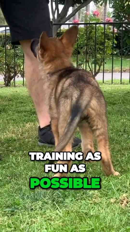 The fun training system that makes puppies smarter in minutes