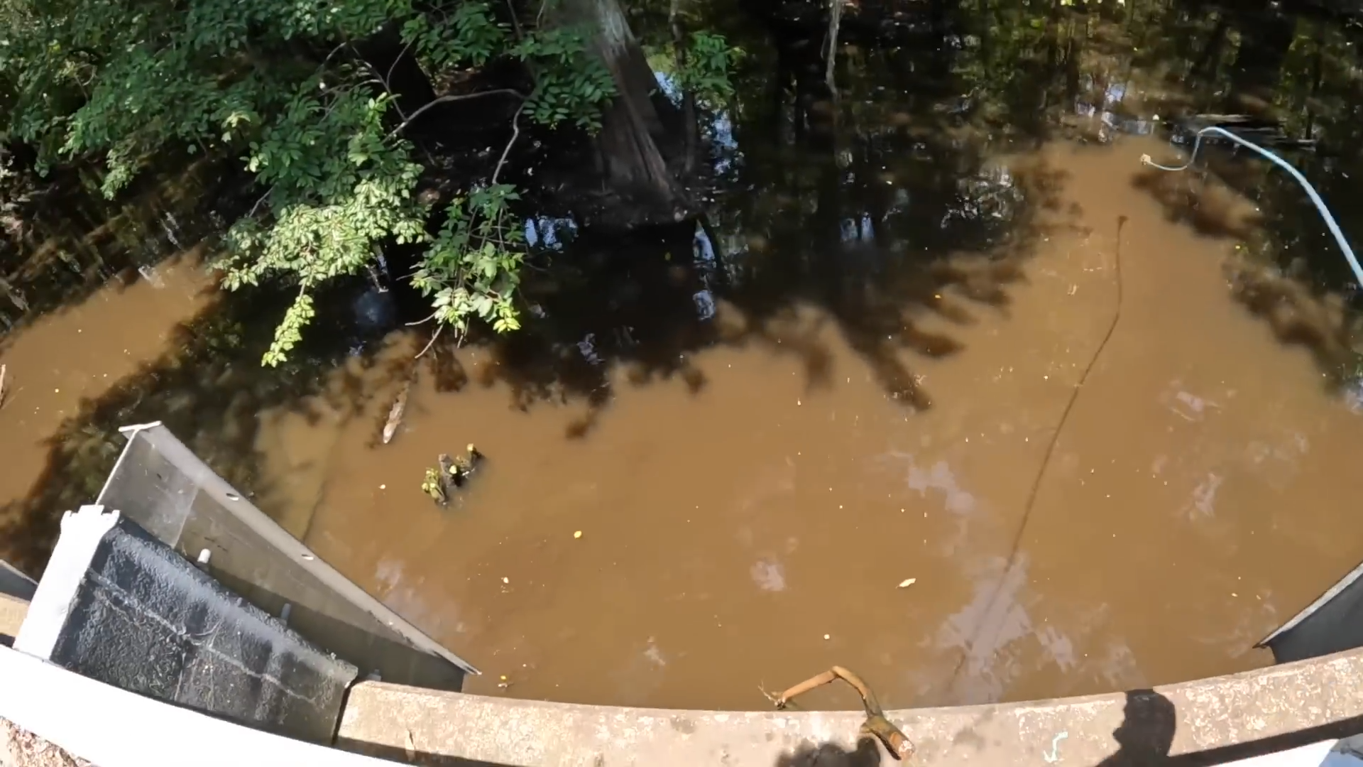 They were surrounded by alligators - then found 'this' under the bridge