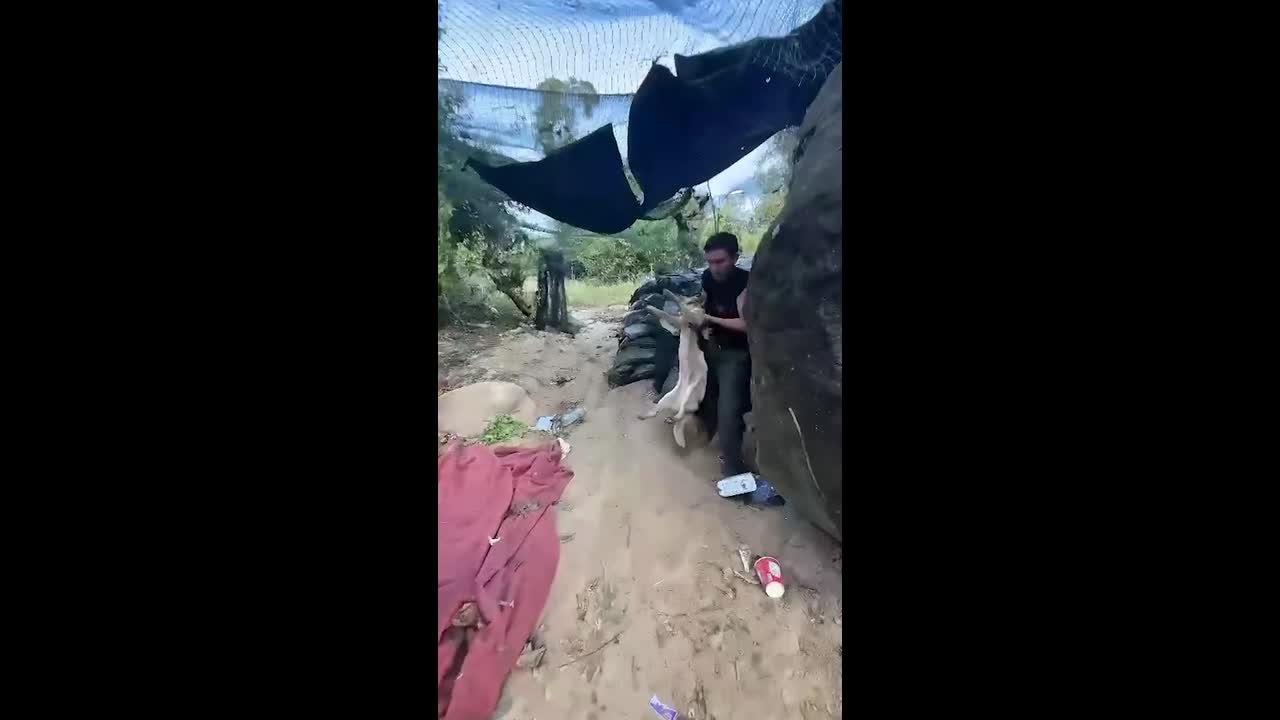 Thai soldiers rescue dog injured from border clashes