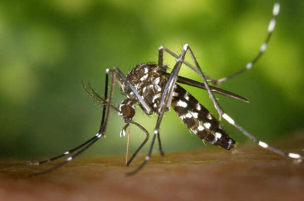 What’s inside a mosquito’s gut that makes its bite so deadly?