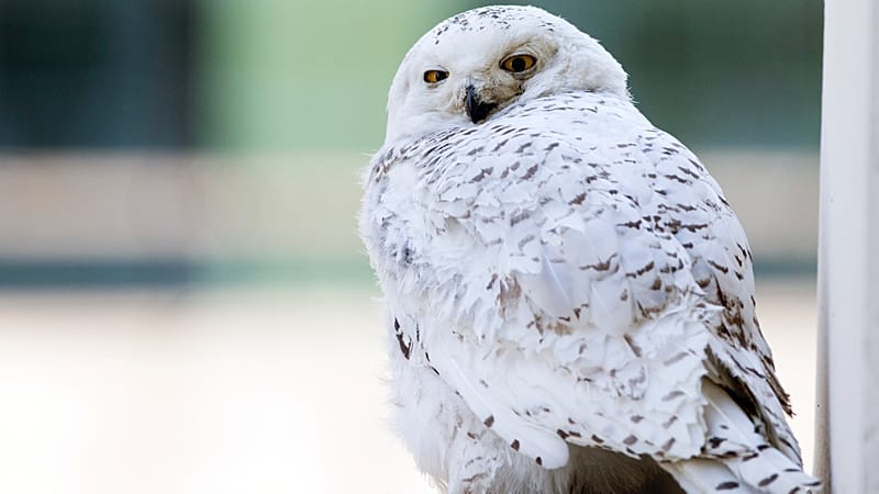 Sweden declares the famous snowy owl regionally extinct after a decade ...