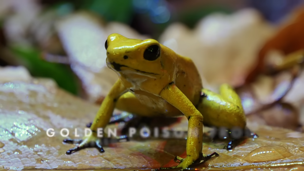 How red-eyed tree frogs use illusion to outsmart predators