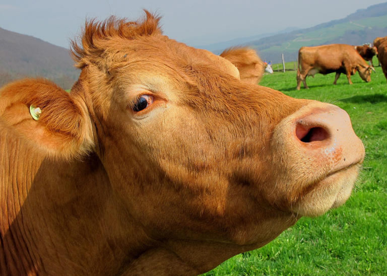 🐮 A dietary supplement to make cows more 'eco-friendly'