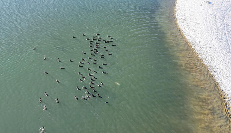 Elazığ’da soğuk havada doğanın sessiz misafirleri kara bataklar