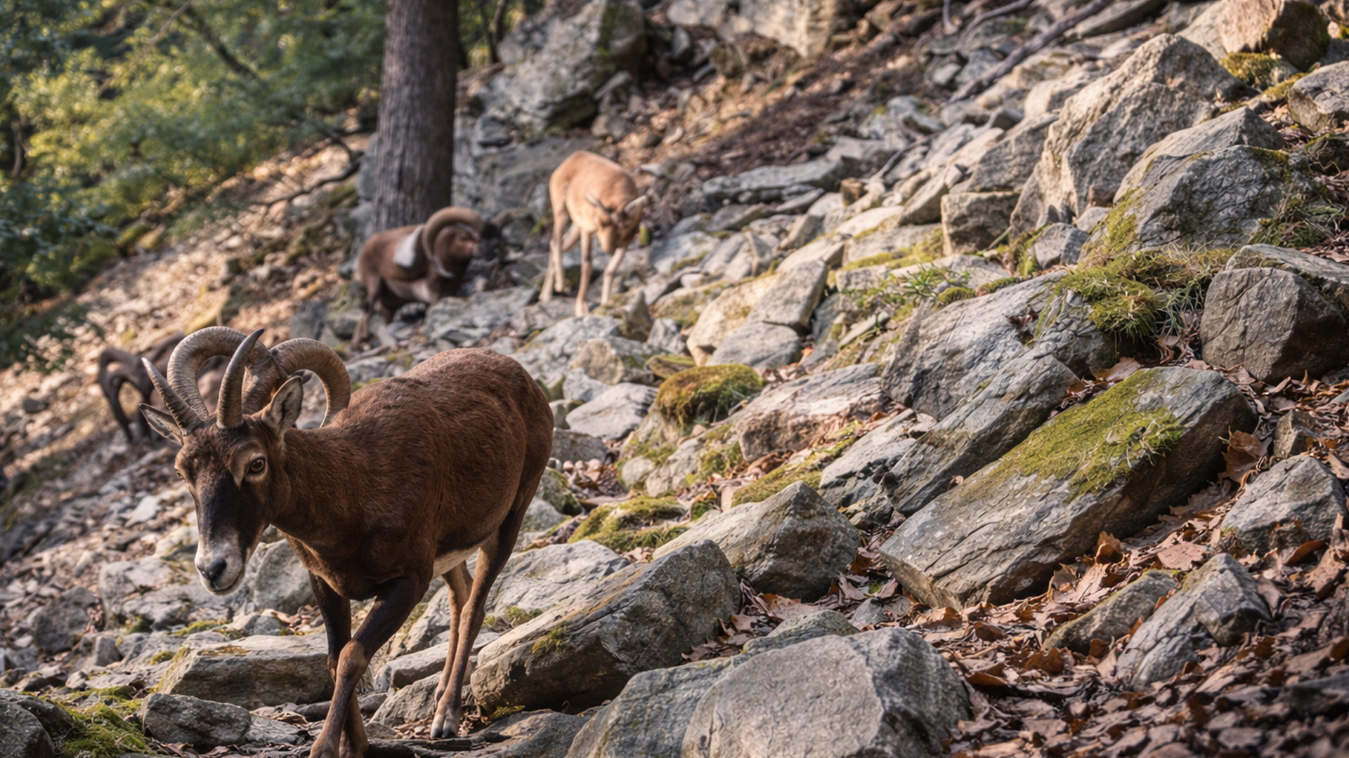 La vie sauvage filmée par ma caméra forestière