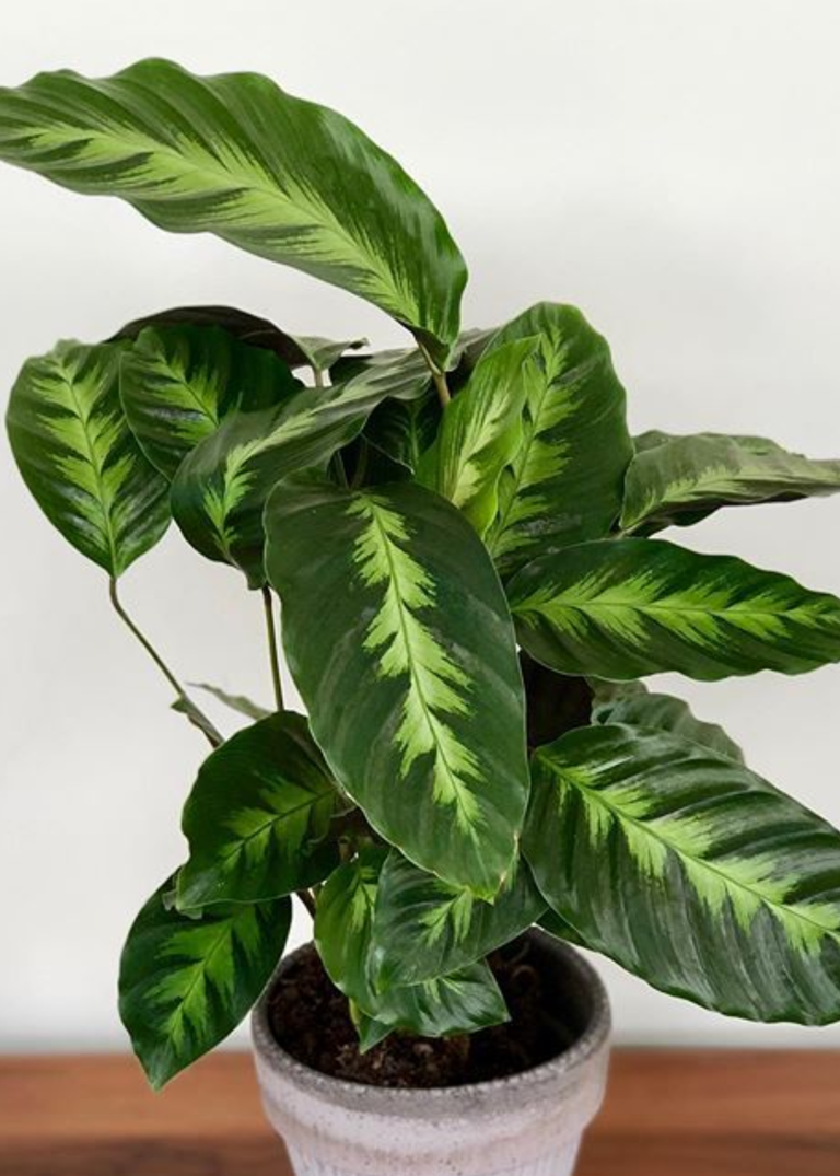 What were the most popular houseplants in 2025? According to these ...