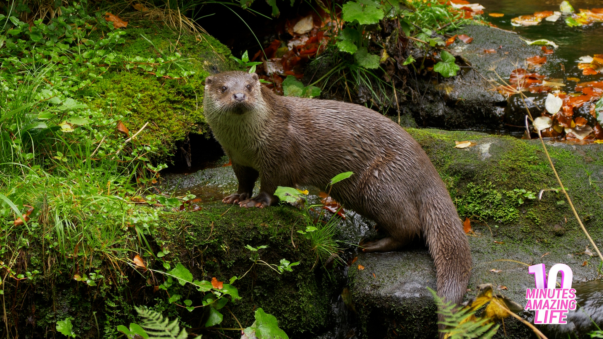 Ik filmde een otter in het bos