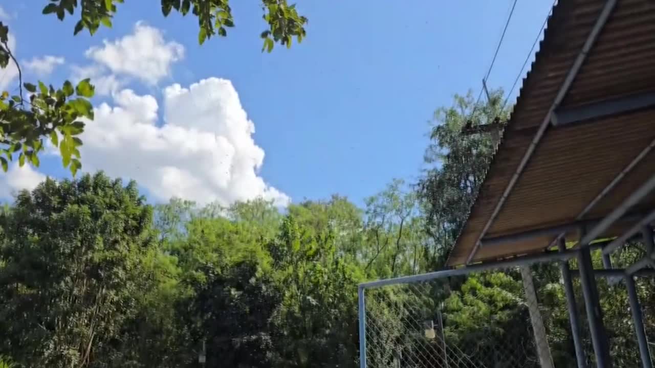 Shocked driver finds thousands of bees swarming inside engine