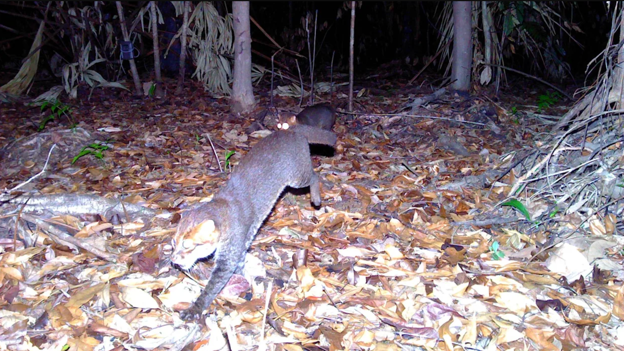 Flat-headed cat confirmed alive in Thailand after 29 years