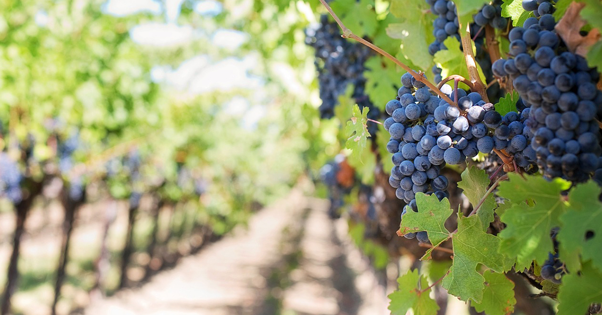 Best wine routes in Portugal for 2026