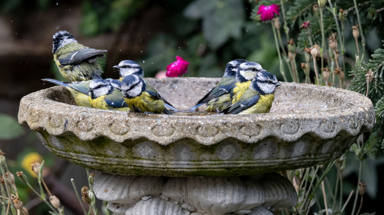 Repurpose old stone into a bird haven they can't resist