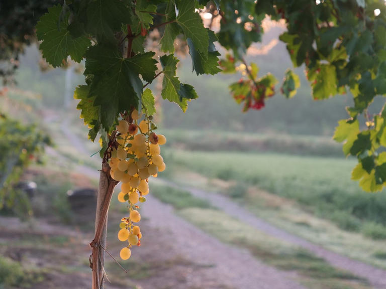 Best wine routes in Portugal for 2026