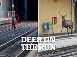 Dramatic moment deer charges through train station in northern Italy