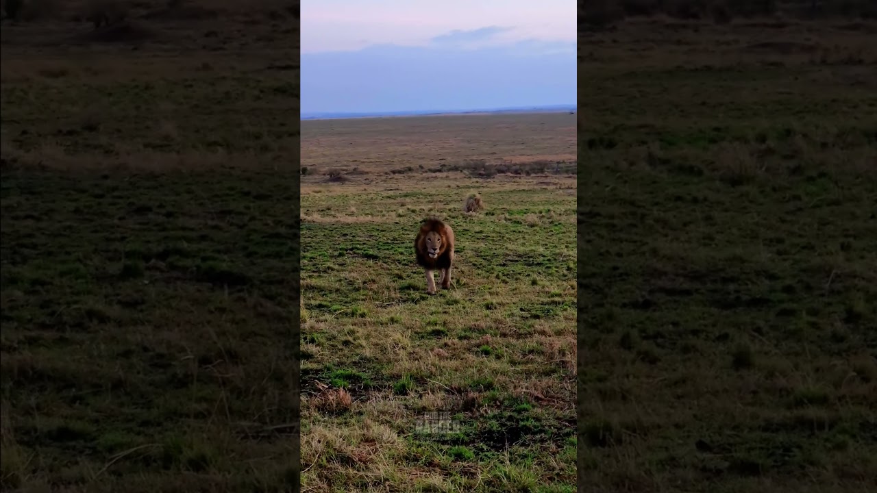 Lions patrol Mara plains in coordinated hunt